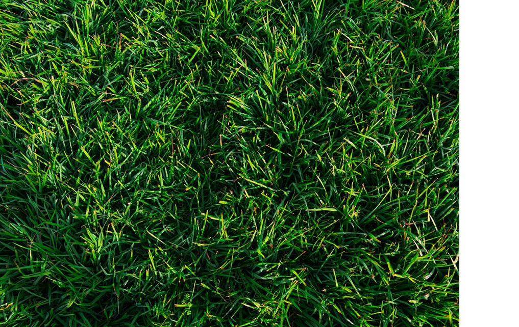 Conheça gramas nativas de fácil manutenção - ViaVerde News